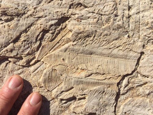 The Dinosaur Coast | Home To The Oldest Dinosaur Footprints (Tracks) In ...