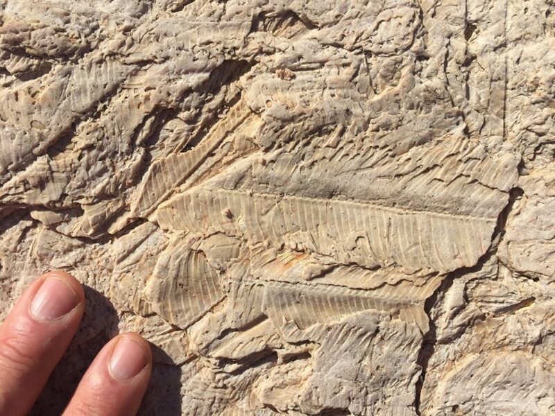 The Dinosaur Coast | Home To The Oldest Dinosaur Footprints (Tracks) In ...