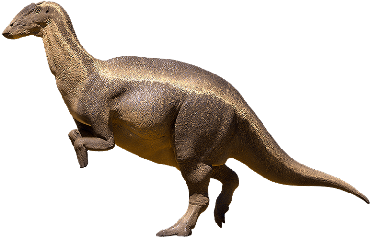 Ornithopods | Australian Dinosaurs | Broome Trackmakers | Dinosaur Coast