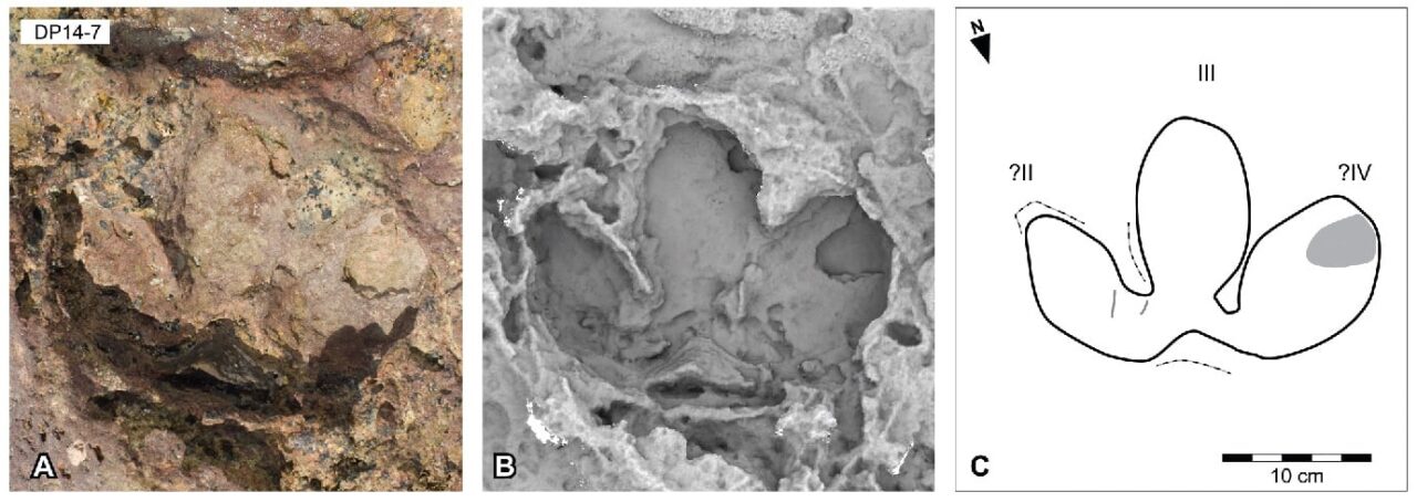 Ornithopods | Australian Dinosaurs | Broome Trackmakers | Dinosaur Coast