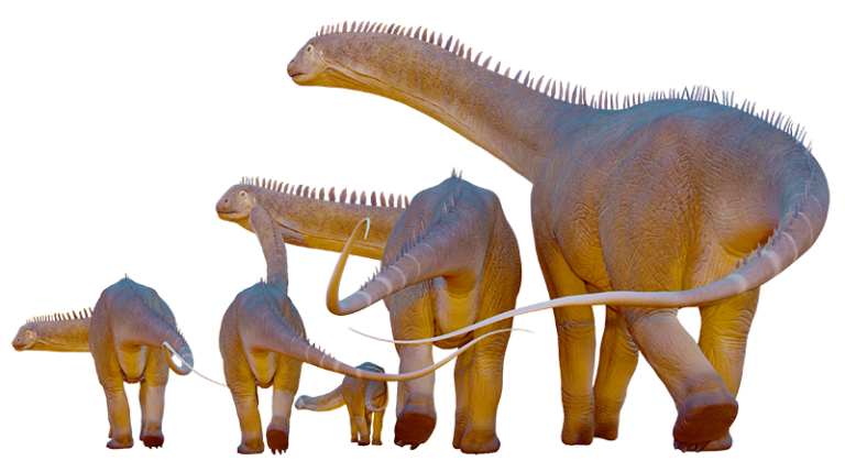 Sauropods | Australian Dinosaurs | Broome Trackmakers | Dinosaur Coast