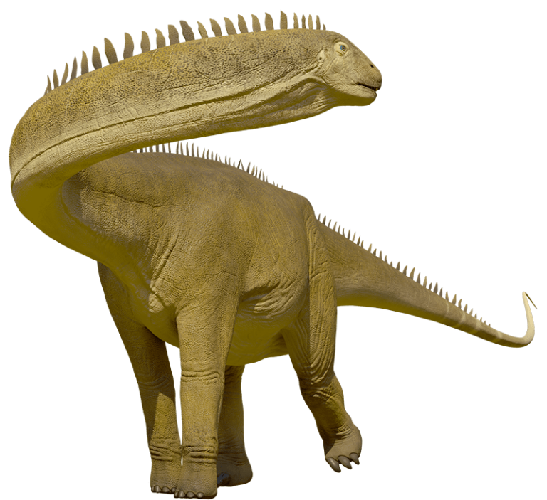 Sauropods | Australian Dinosaurs | Broome Trackmakers | Dinosaur Coast